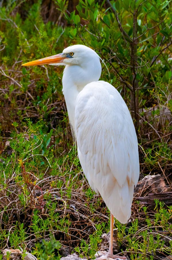 The Great Egret (Ardea Alba), Bird Resting in Mangroves, Florida Stock ...