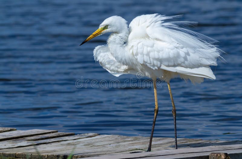 Great Egret, Ardea Alba. the Bird Shakes and Spreads Its Feathers Stock ...