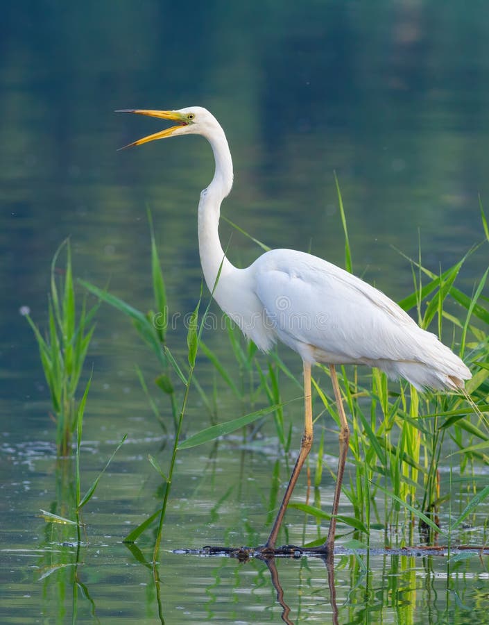 Great Egret, Ardea Alba. a Bird Standing in Shallow Water with Its Beak ...