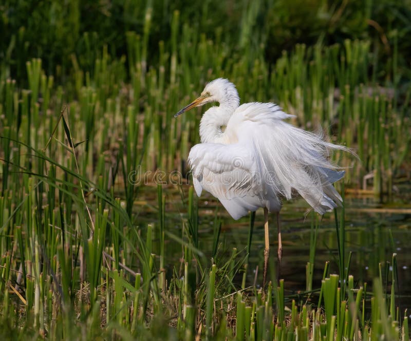 Great Egret, Ardea Alba. a Bird Stands on the Riverbank, Shaking Its ...