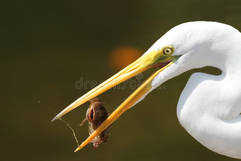 Great Egret (Ardea Alba) Eating a Fish Stock Image - Image of ...