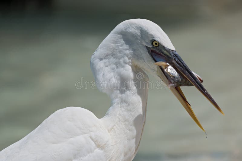 Great Egret Ardea Alba Eating a Fish South of Holbox, Mexico Stock ...