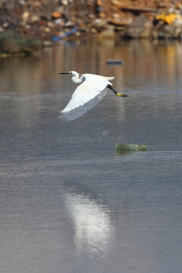 The Great Egret (Ardea Alba) in Flight. Stock Image - Image of flight ...