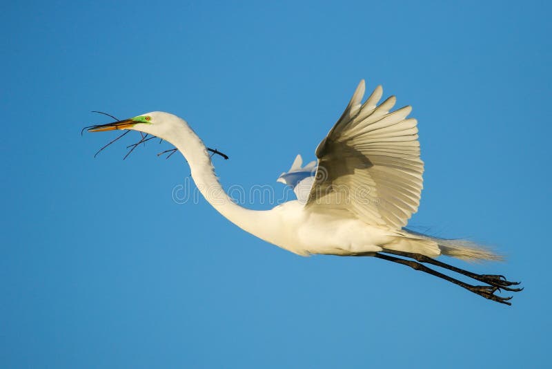Great Egret (Ardea Alba) in Flight Stock Photo - Image of corkscrew ...