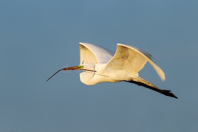 Great Egret (Ardea Alba) in Flight Stock Image - Image of america, fish ...