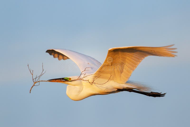Great Egret (Ardea Alba) in Flight Stock Image - Image of flying ...