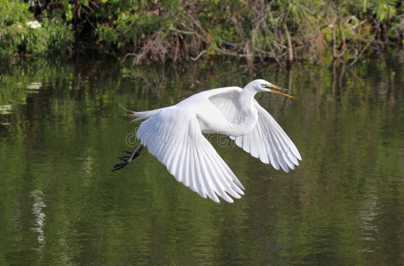 Great Egret (Ardea alba) stock image. Image of wing, florida - 42860265
