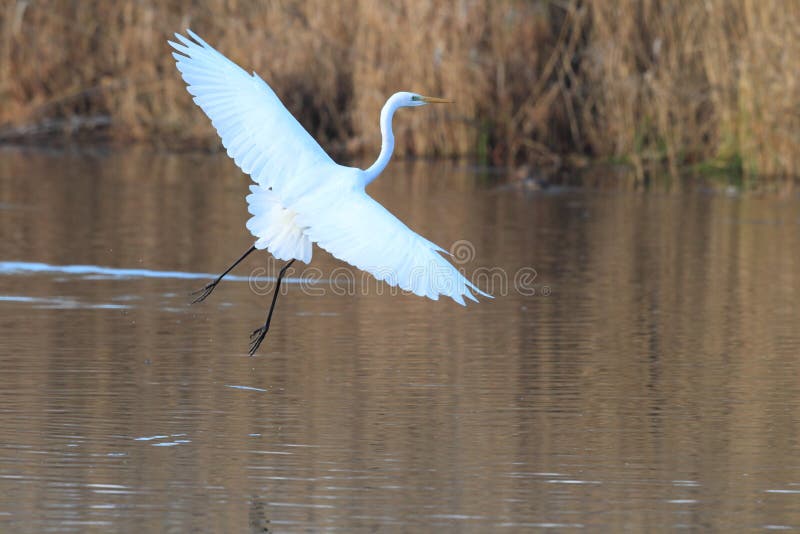 Great Egret (Ardea Alba) Germany Stock Photo - Image of common ...