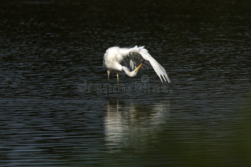 Great Egret (Ardea Alba) Germany Stock Photo - Image of predator, egret ...