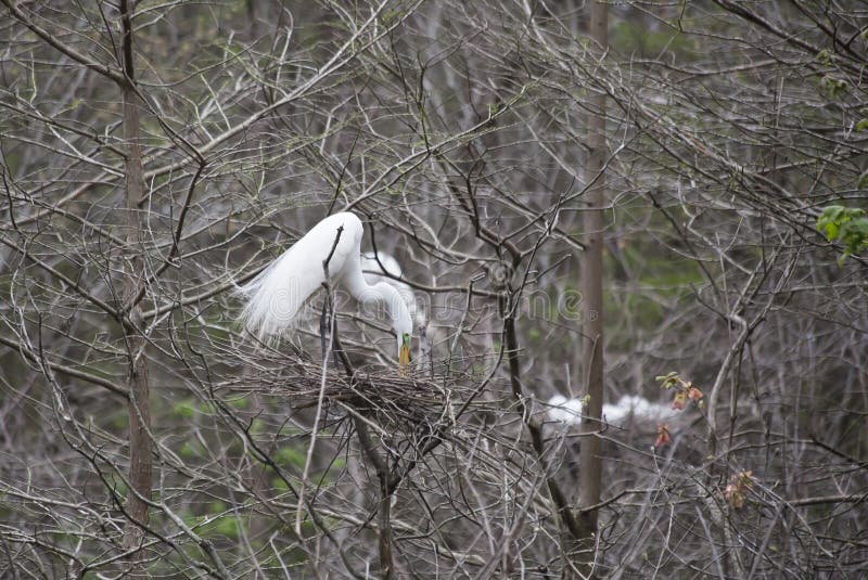 Great Egret Checking on Its Nest Stock Photo - Image of crane, egret ...