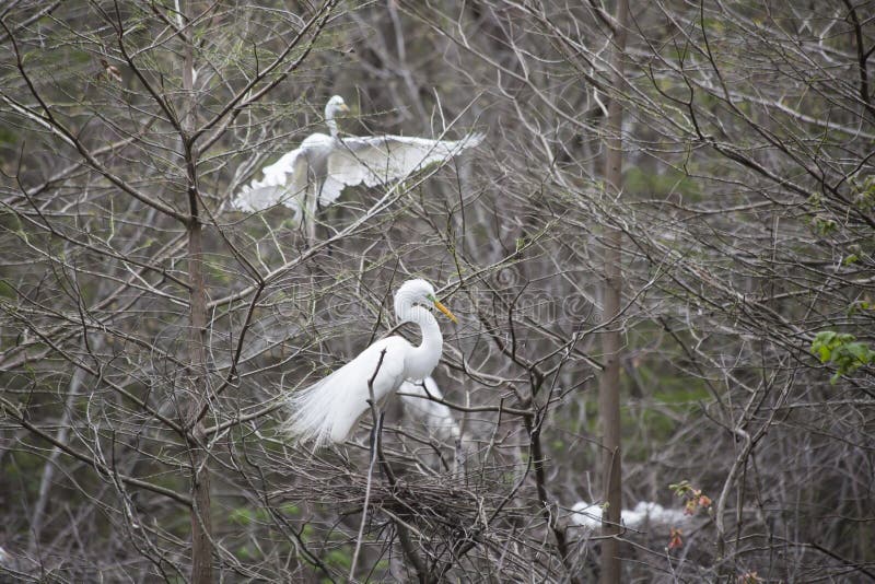 Great Egret Nesting stock photo. Image of cajun, egret - 121360216