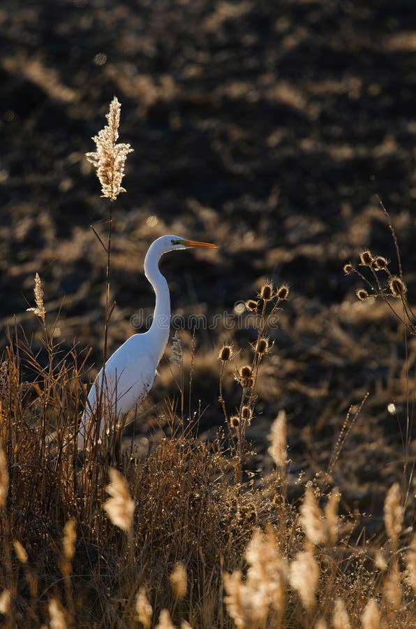 Great Egret, Ardea Alba Silhouetted on a Hill Stock Image - Image of ...