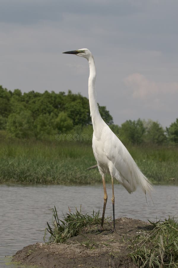 Great egret, Ardea alba stock image. Image of egret, alba - 73037539
