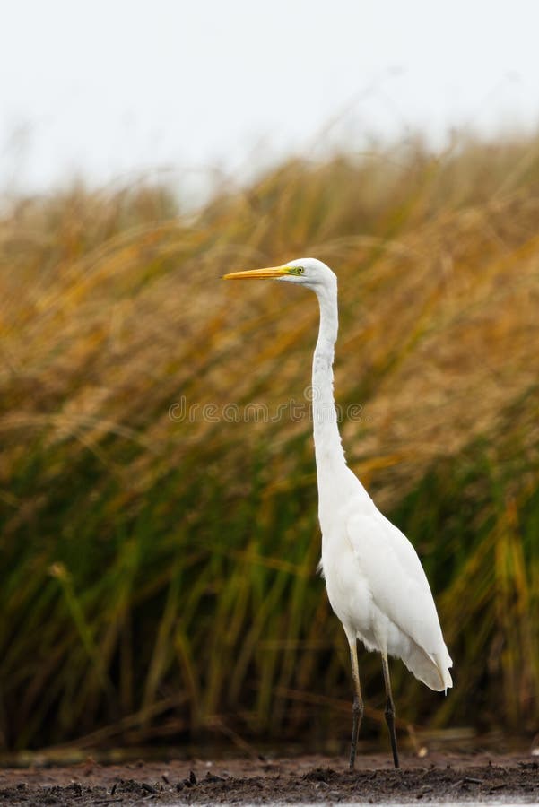 Great Egret (Ardea Alba) Standing Tall in the Wetlands. Stock Image ...