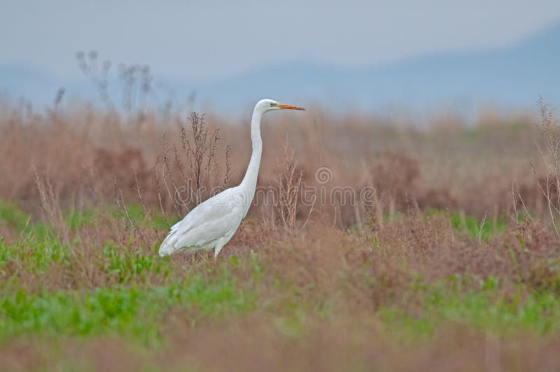 Great Egret, Ardea Alba. a White Bird Stands in the Grass Stock Photo ...