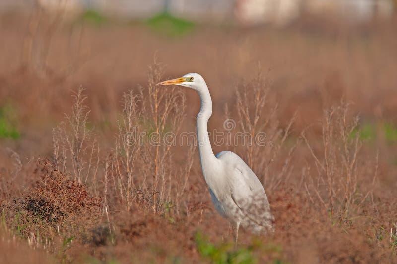 Great Egret, Ardea Alba. a White Bird Stands in the Grass Stock Image ...