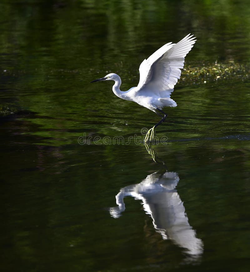 Great Egret stock photo. Image of waiting, decoration - 43504712