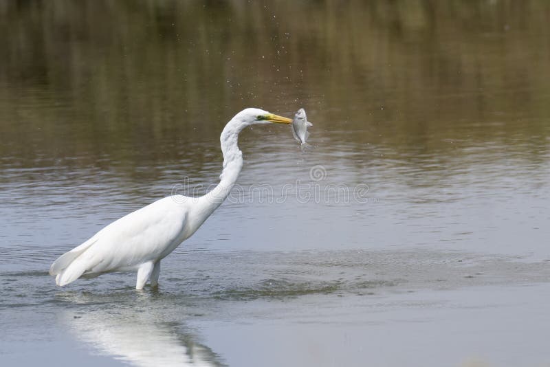 Great Egret Bird with a Fish in Its Beak Stock Photo - Image of fauna ...