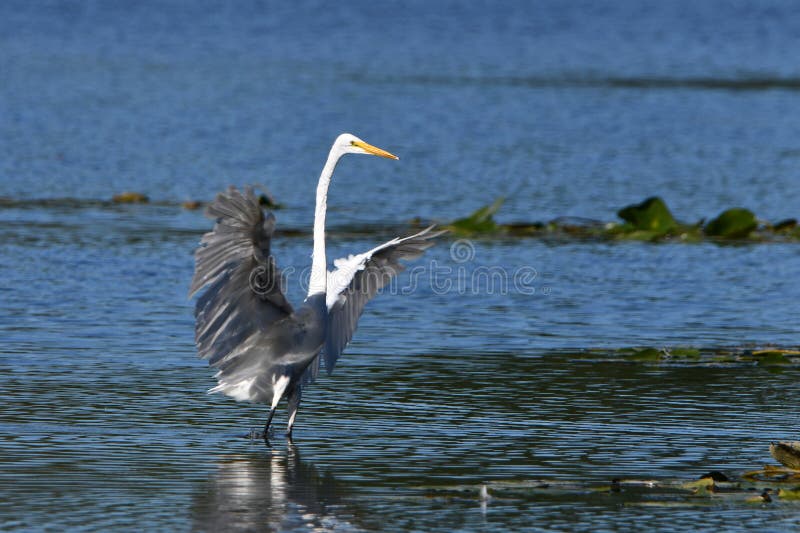 Great Egret Bird Landing in Marsh with Spread Wings Stock Photo - Image ...