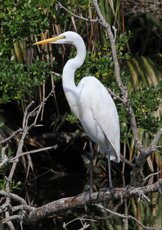 Great White Egret bird stock image. Image of looks, background - 23677013