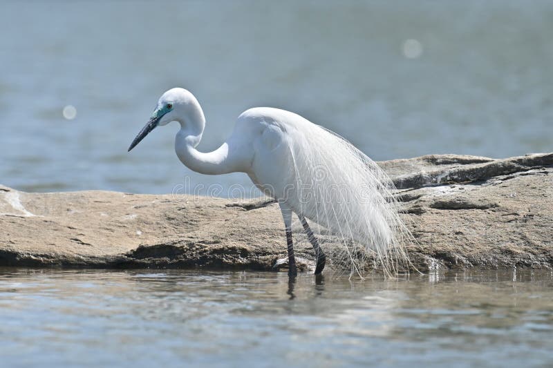 Great Egret Bird Showing Off Stock Photo - Image of sunlight, little ...