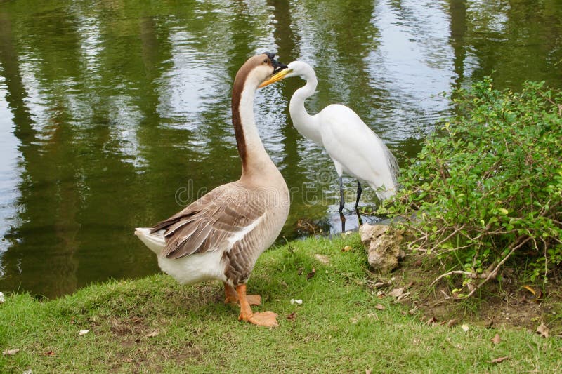Great Egret Bird, and a Duck at the Pond Stock Photo - Image of punta ...