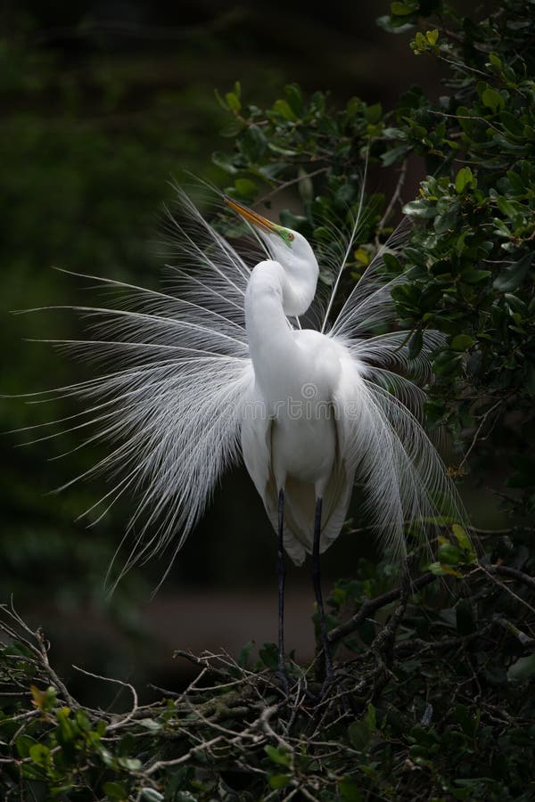 Great Egret in Florida stock image. Image of animals - 155853109