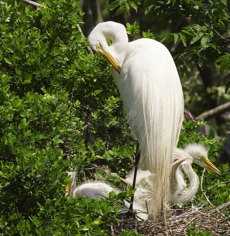 Great Egret with Fish stock image. Image of feeding, bird - 206233