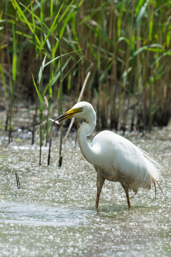 Great Egret stock image. Image of ardea, large, alba - 32438227