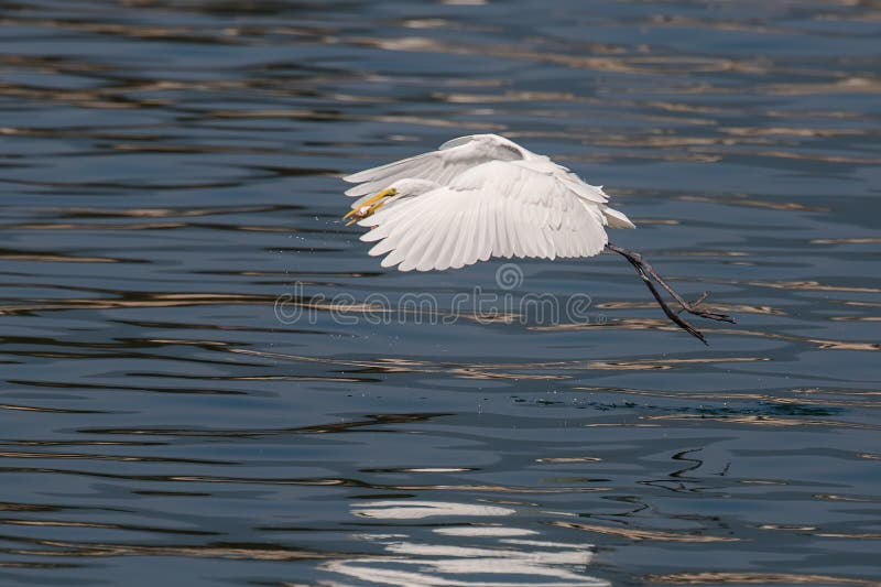 Great Egret caught fish stock image. Image of animal - 38501181