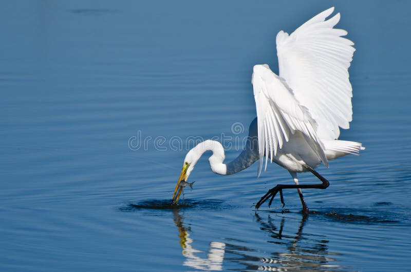 Great Egret with Caught Fish Stock Photo - Image of great, water: 36323640