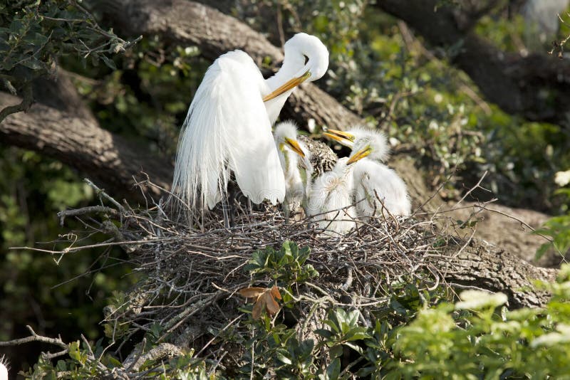 Great Egret and Chicks in Nest Stock Image - Image of legs, fledgling ...