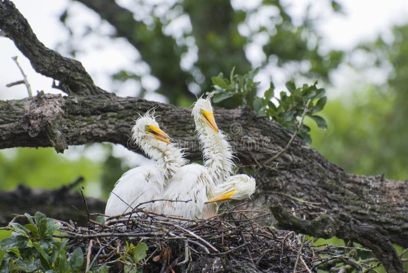 Great Egret Chicks stock photo. Image of egrets, alba - 40045960