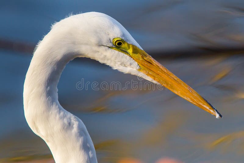 Great Egret stock image. Image of adult, face, plumage - 65741737