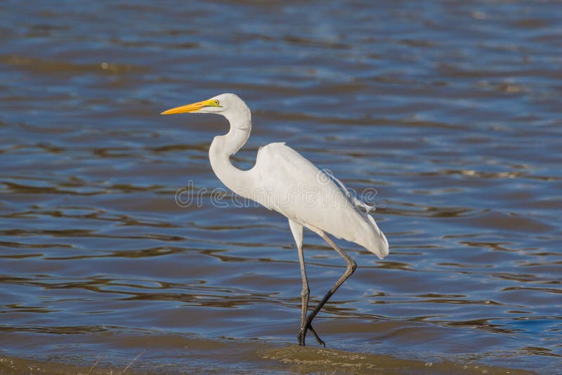 Great Egret (Egretta alba) stock image. Image of african - 77790007