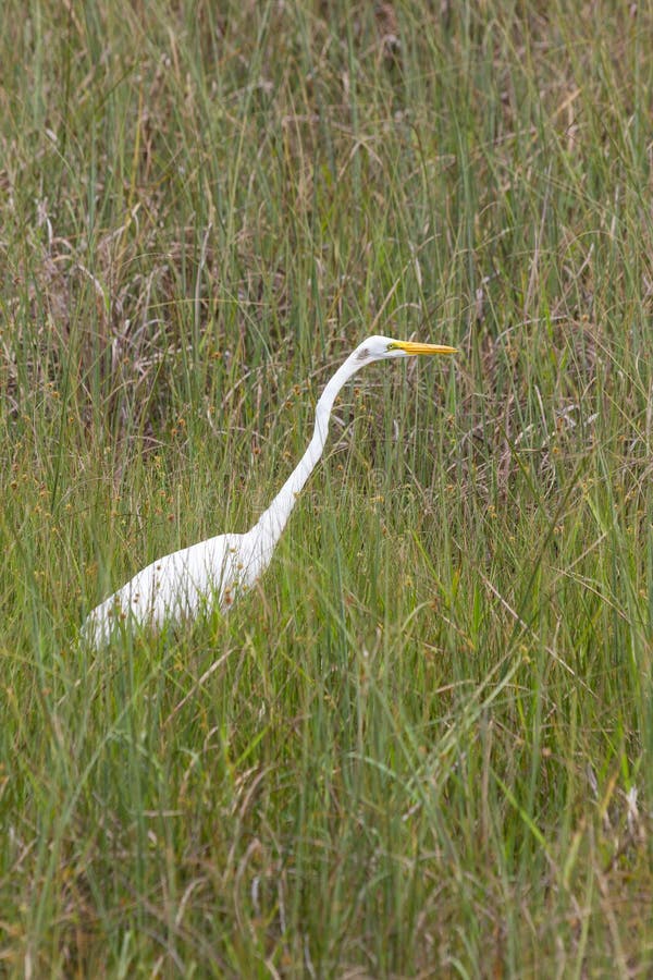 Great Egret stock image. Image of wildlife, nature, grass - 45659803