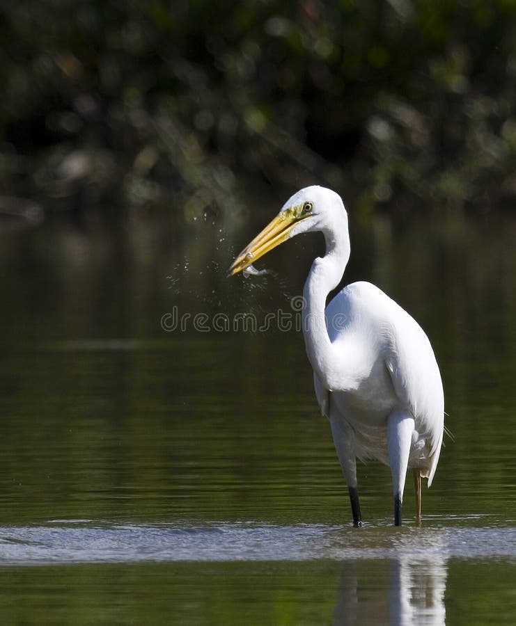Great Egret with Fish stock image. Image of feeding, bird - 206233