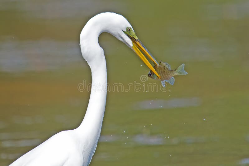 Great Egret with Fish stock image. Image of lake, ardea - 24394877