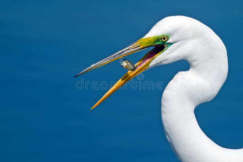 Great Egret with Fish stock photo. Image of duck, eating - 43111504