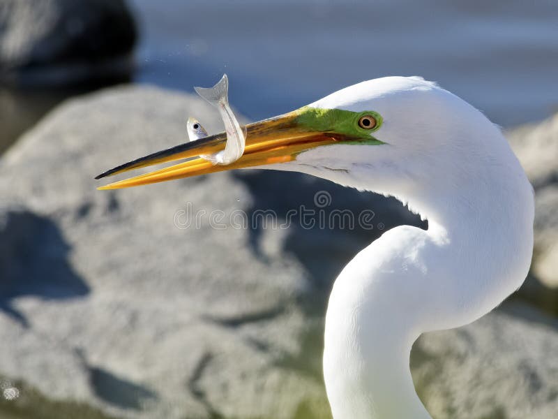 Great Egret with Fish stock image. Image of quack, exotic - 69547857
