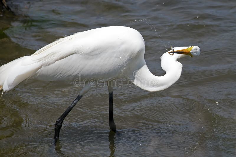 Great Egret with Fish stock image. Image of eating, flying - 55641897