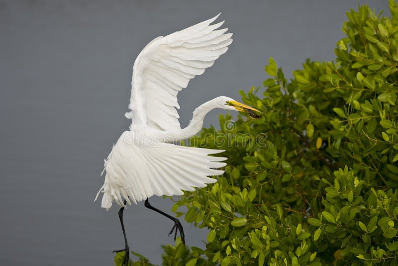 Great Egret with a Fish for Lunch Stock Photo - Image of waterbird ...