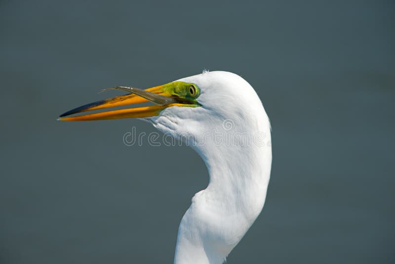 Great Egret with Fish stock photo. Image of heron, ardea - 29714940