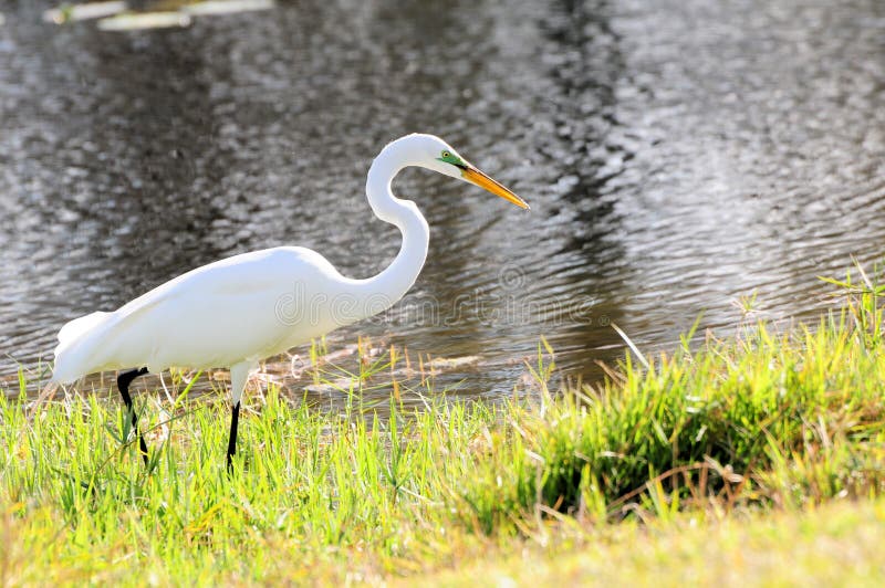 Great egret fishing stock image. Image of creature, bill - 29541533