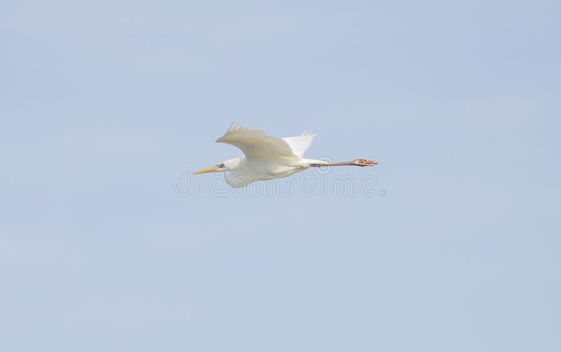 Great Egret in Flight on a Blue Sky Background Stock Image - Image of ...