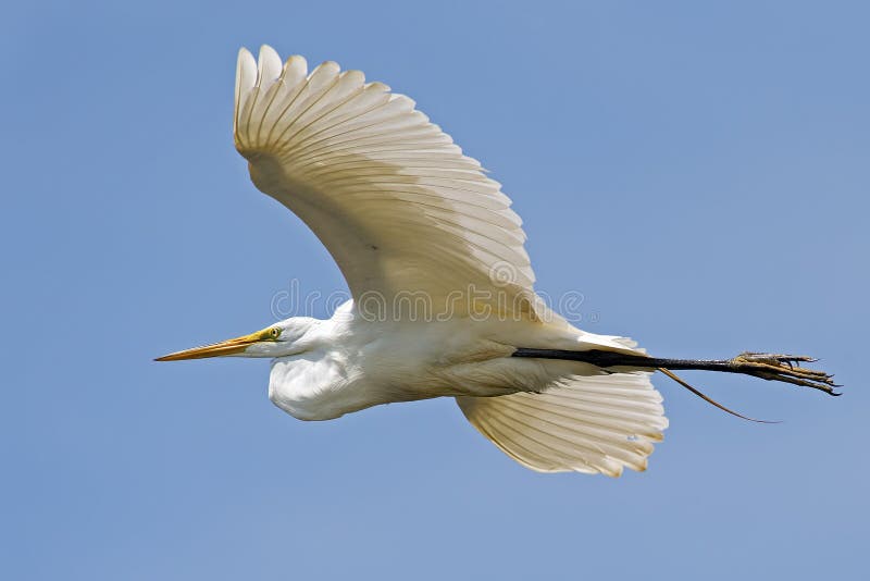 Great Egret in Flight stock image. Image of lake, ornithology - 55329409