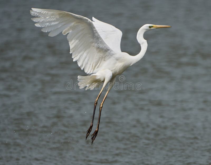 Great egret in flight stock photo. Image of flight, egret - 318480784