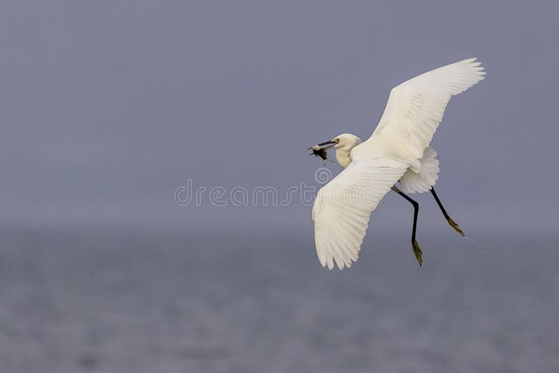 Great Egret in Flight Over Water Stock Photo - Image of great, fauna ...