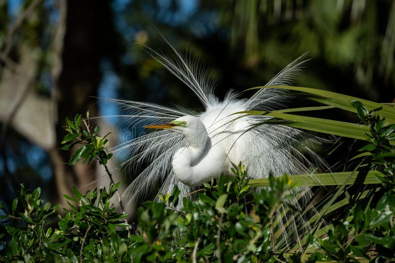 Great Egret in Florida stock image. Image of northern - 121154377