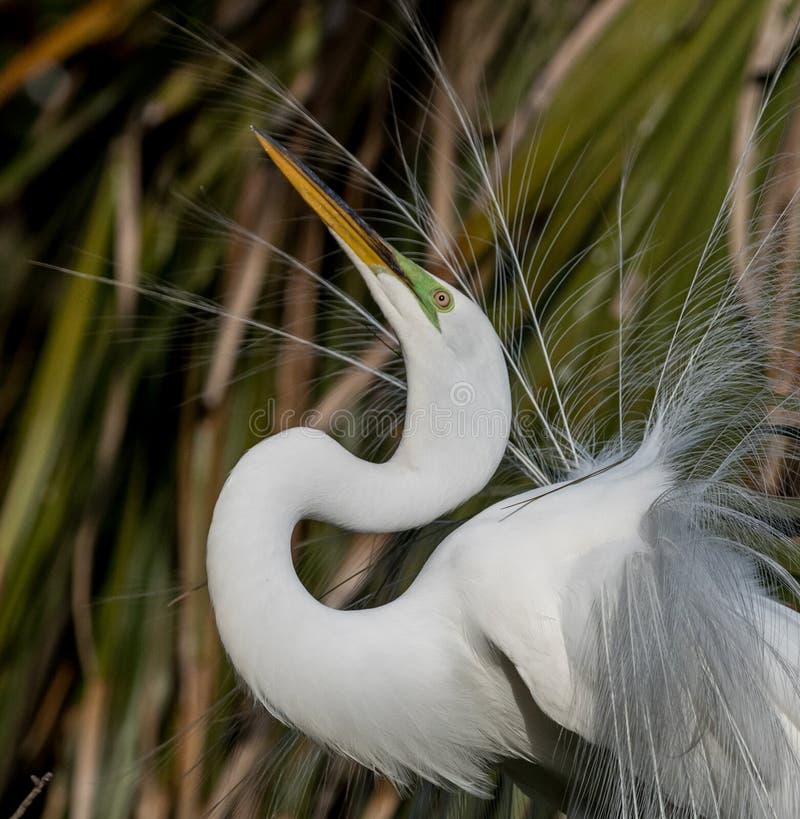 Great Egret in Northern Florida Stock Photo - Image of great, full ...